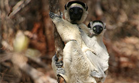 lemur color