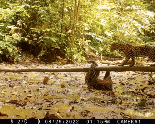 Sloth vs. Ocelot: Sloth Wins!>