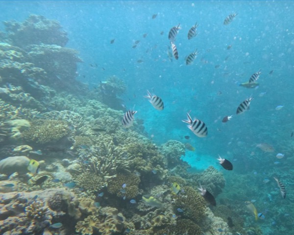 New Great Barrier Reef May Term Promotional Video>